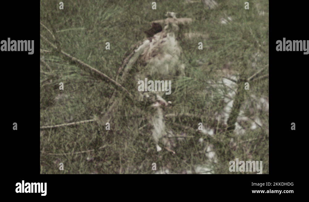 Mouse hawk Stock Videos & Footage - HD and 4K Video Clips - Alamy