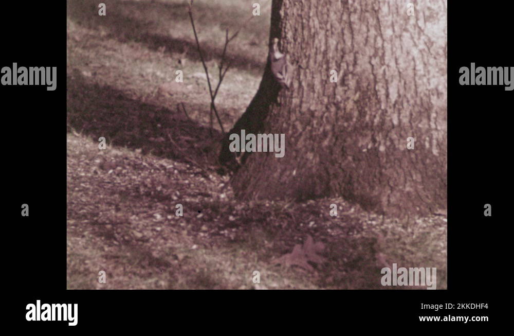 Tree crouch Stock Videos & Footage - HD and 4K Video Clips - Alamy