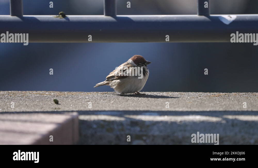 Sparrow Bird Hopping On Concrete Surface - Eurasian Tree Sparrow Bird ...