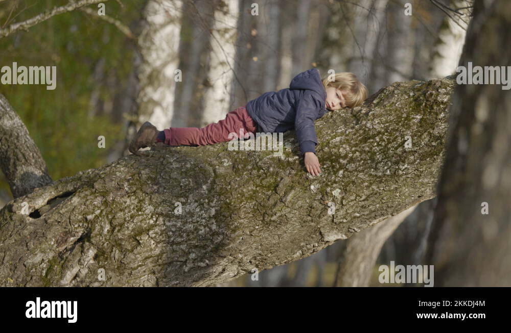 Boy hanging tree branch Stock Videos & Footage - HD and 4K Video Clips ...
