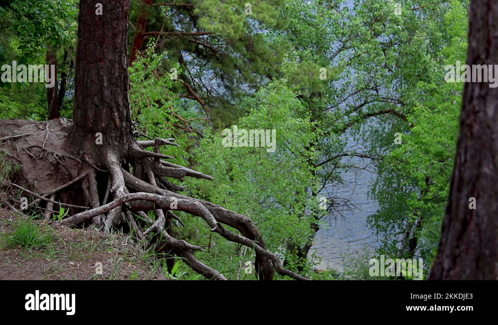 Tree cliff outline Stock Videos & Footage - HD and 4K Video Clips - Alamy