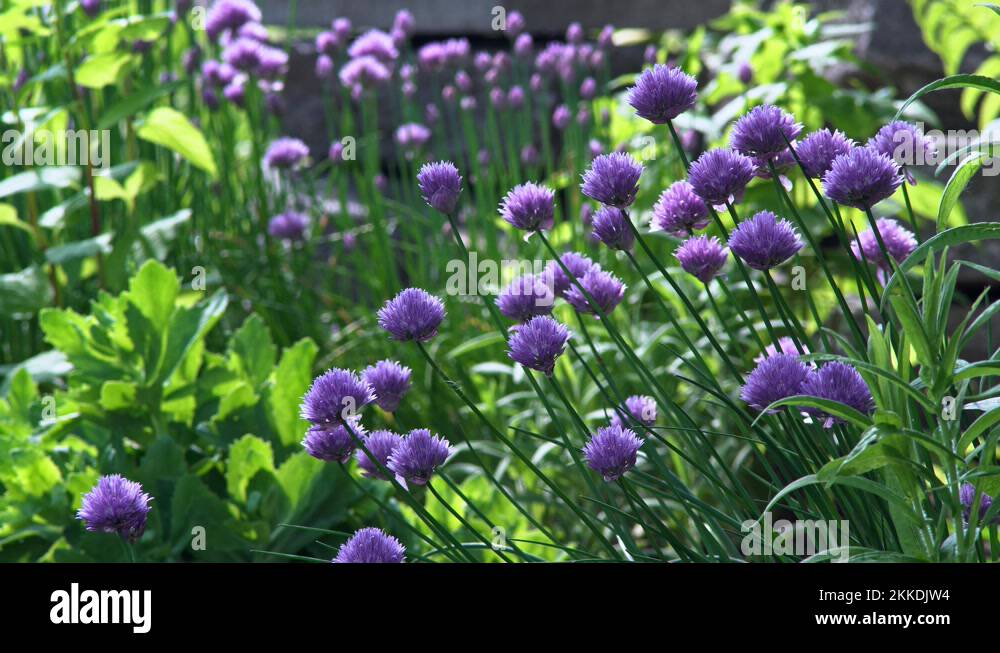 Full sun dappled shade Stock Videos & Footage - HD and 4K Video Clips ...