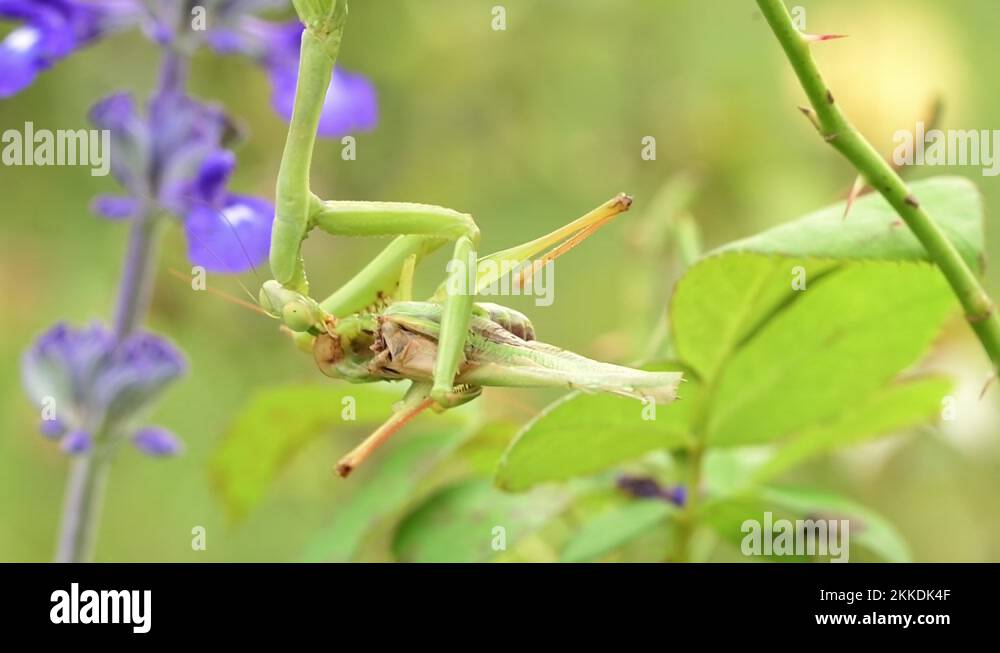 Holding a grasshopper Stock Videos & Footage - HD and 4K Video Clips ...