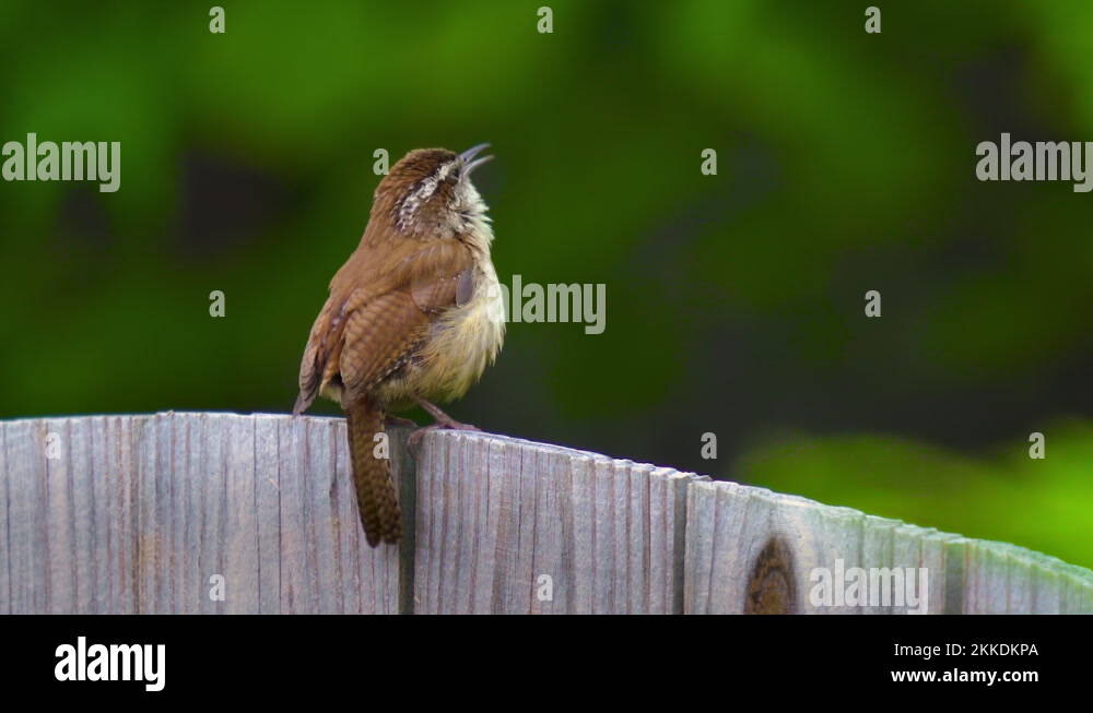 Adult bird singing Stock Videos & Footage - HD and 4K Video Clips - Alamy