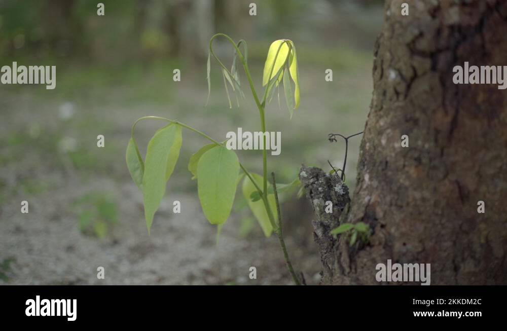 Baby tree plant growing at base of mature tree, leaves catching sunset ...