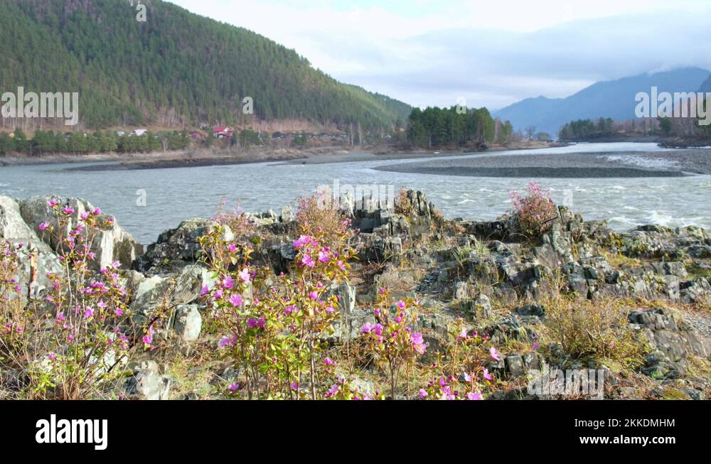 Rhododendron dauricum bushes with flowers (popular names bagulnik ...