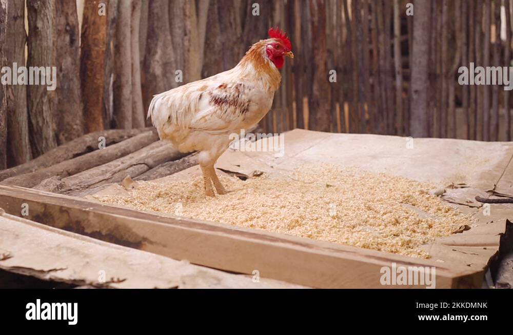 Ethnic rooster Stock Videos & Footage - HD and 4K Video Clips - Alamy
