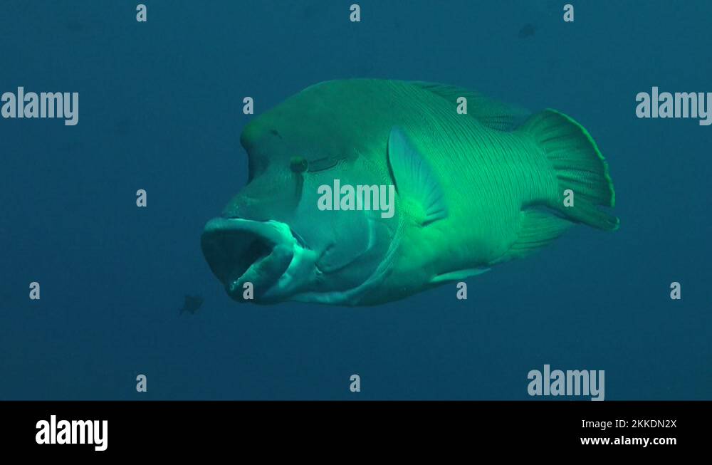 Big Napoleon Wrasse passing close in front of the camera opening it's ...