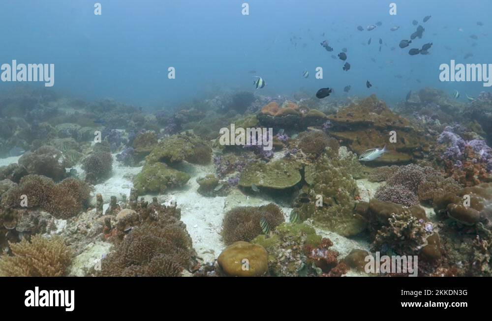 Marine ecosystem habitat Stock Videos & Footage - HD and 4K Video Clips ...