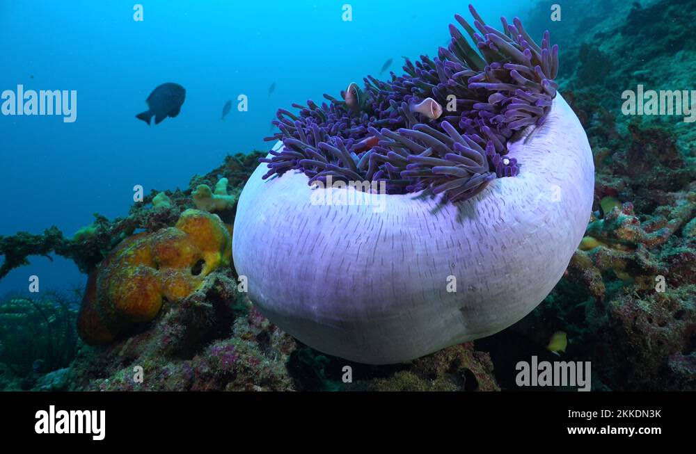 Closed sea anemone Stock Videos & Footage - HD and 4K Video Clips - Alamy