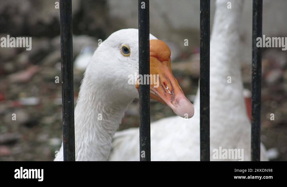 Female goose Stock Videos & Footage - HD and 4K Video Clips - Alamy