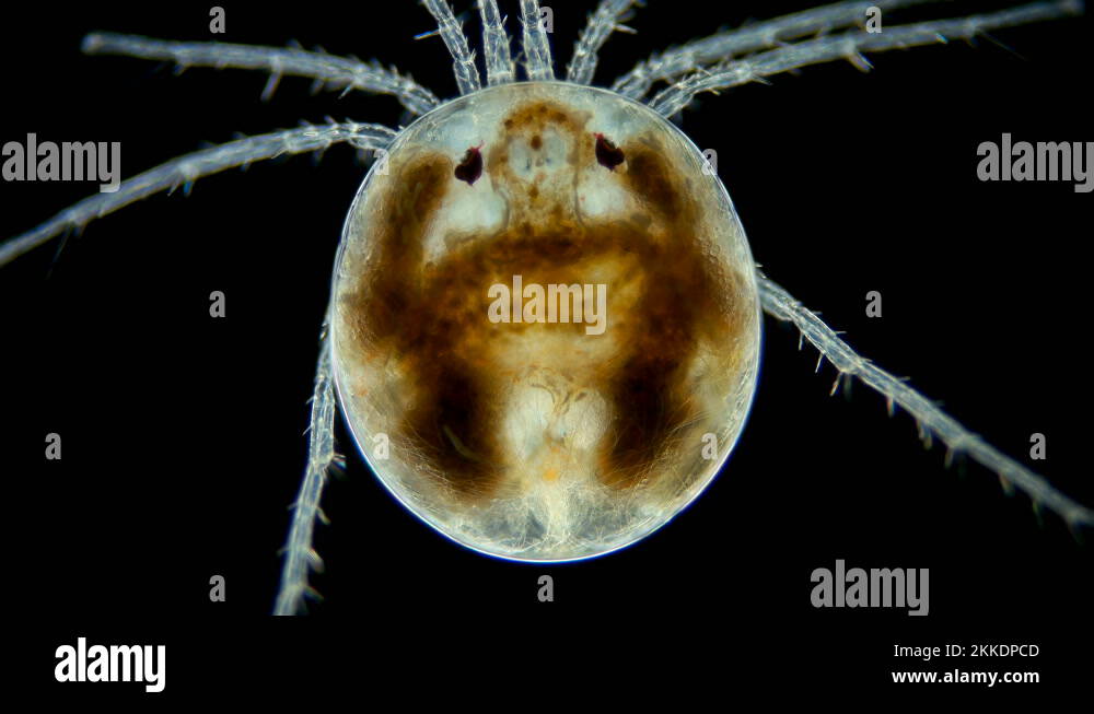 Water mite Hydrachnidia under a microscope, order Trombidiformes Stock ...