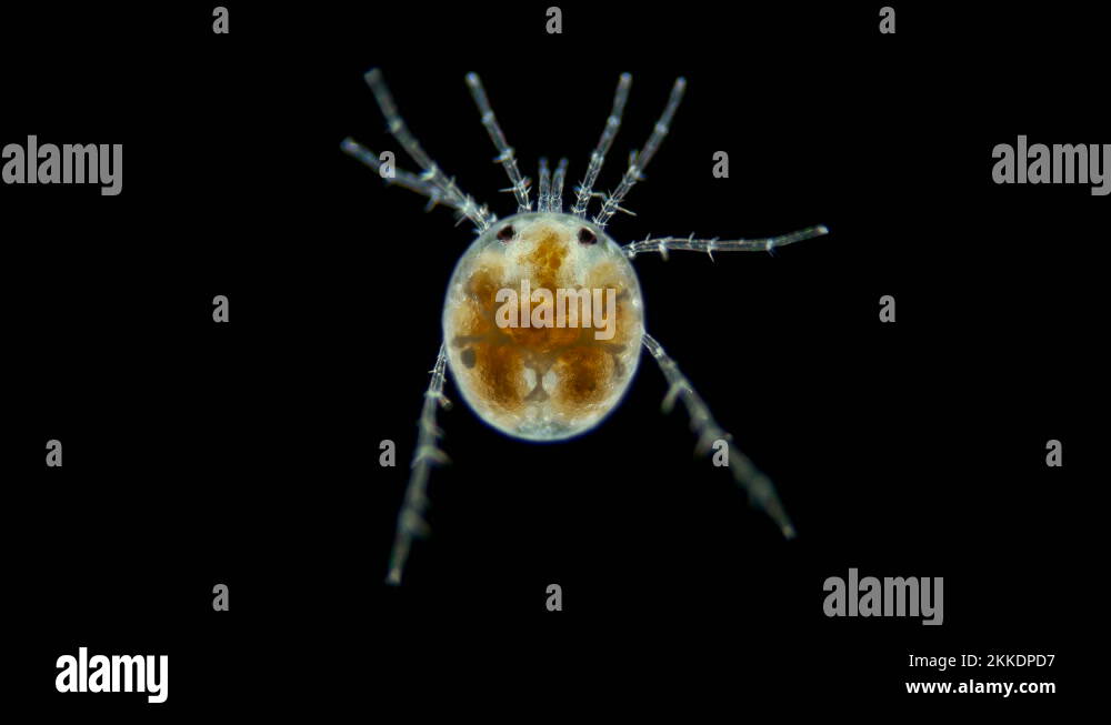Water mite Hydrachnidia under a microscope, order Trombidiformes Stock ...