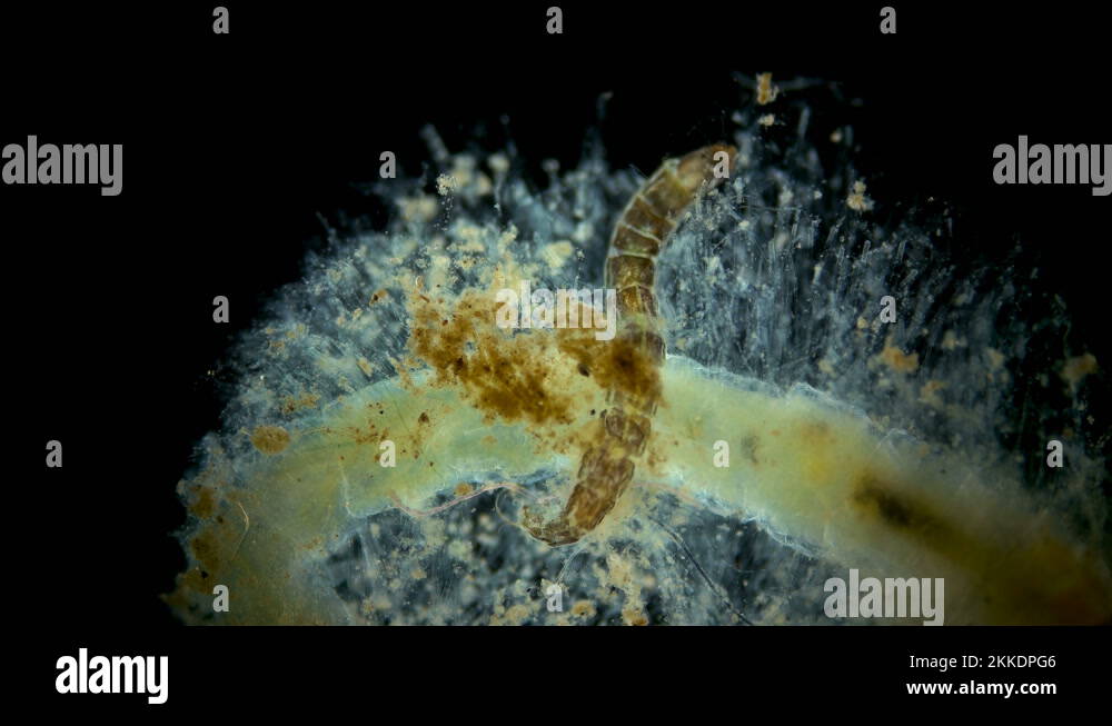 insecta Midge Larva Chironomidae under the microscope, order Diptera ...