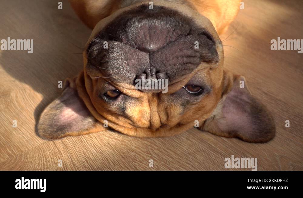 Hareears Stock Videos & Footage - HD and 4K Video Clips - Alamy