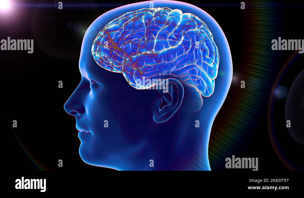 Mind in human brain Stock Videos & Footage - HD and 4K Video Clips - Alamy
