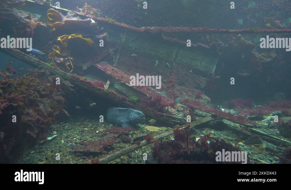 Northern fish species Stock Videos & Footage - HD and 4K Video Clips ...