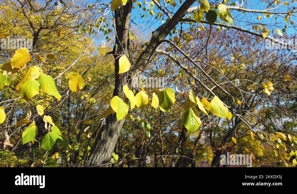 A leaf of a poplar Stock Videos & Footage - HD and 4K Video Clips - Alamy