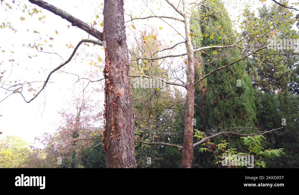 Thinned wood Stock Videos & Footage - HD and 4K Video Clips - Alamy