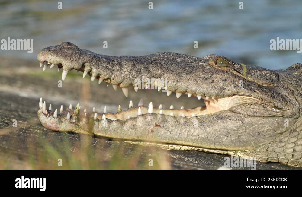 Saltwater croc Stock Videos & Footage - HD and 4K Video Clips - Alamy