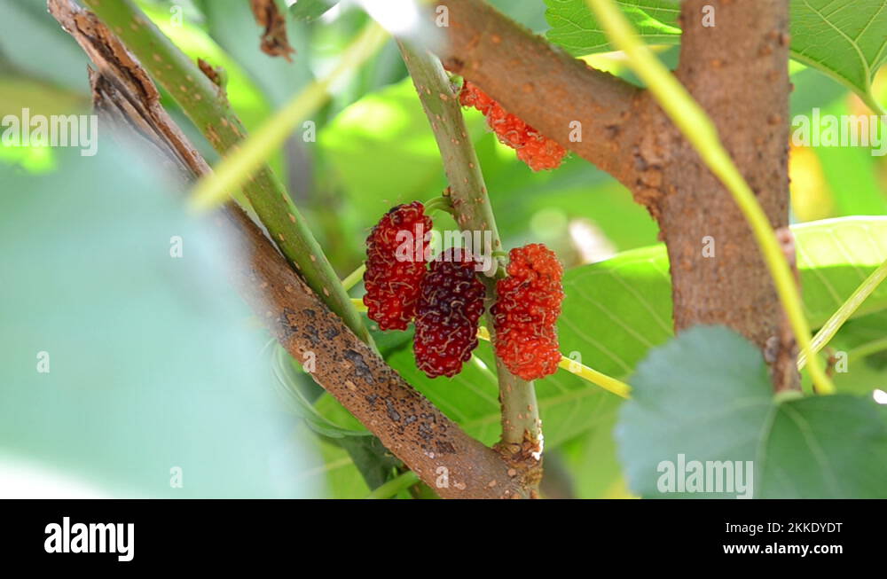 Berry in nature Stock Videos & Footage - HD and 4K Video Clips - Alamy