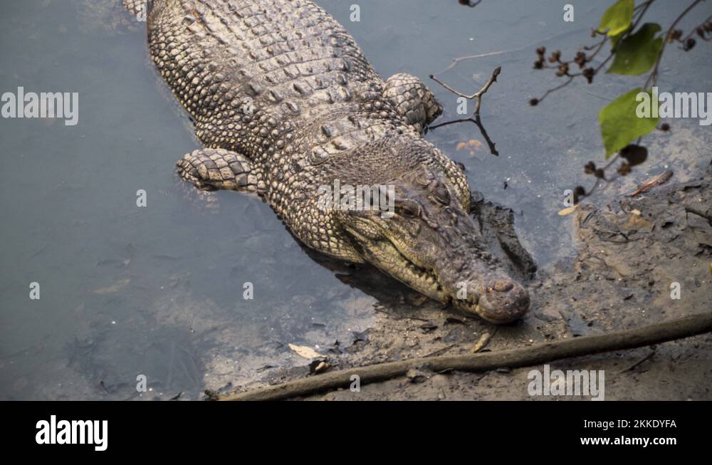 Crocodylus porosus - Saltwater Crocodile Sleeping With Head On ...