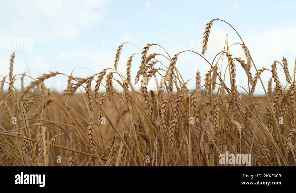 Smooth ears Stock Videos & Footage - HD and 4K Video Clips - Alamy