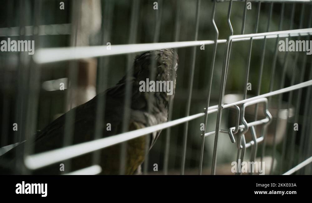 Cage rods Stock Videos & Footage - HD and 4K Video Clips - Alamy