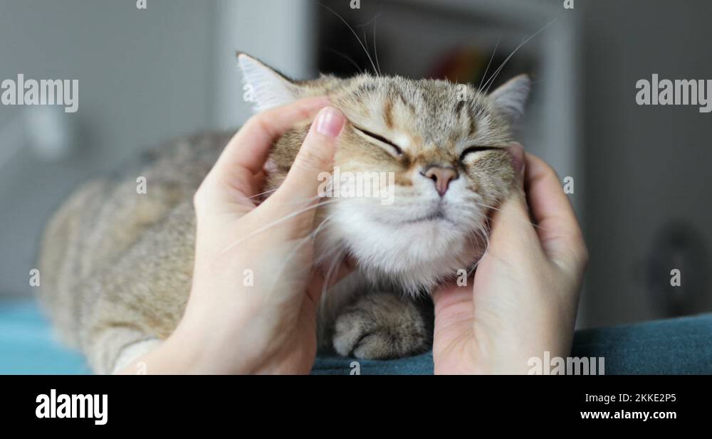 Cat behind ears Stock Videos & Footage - HD and 4K Video Clips - Alamy