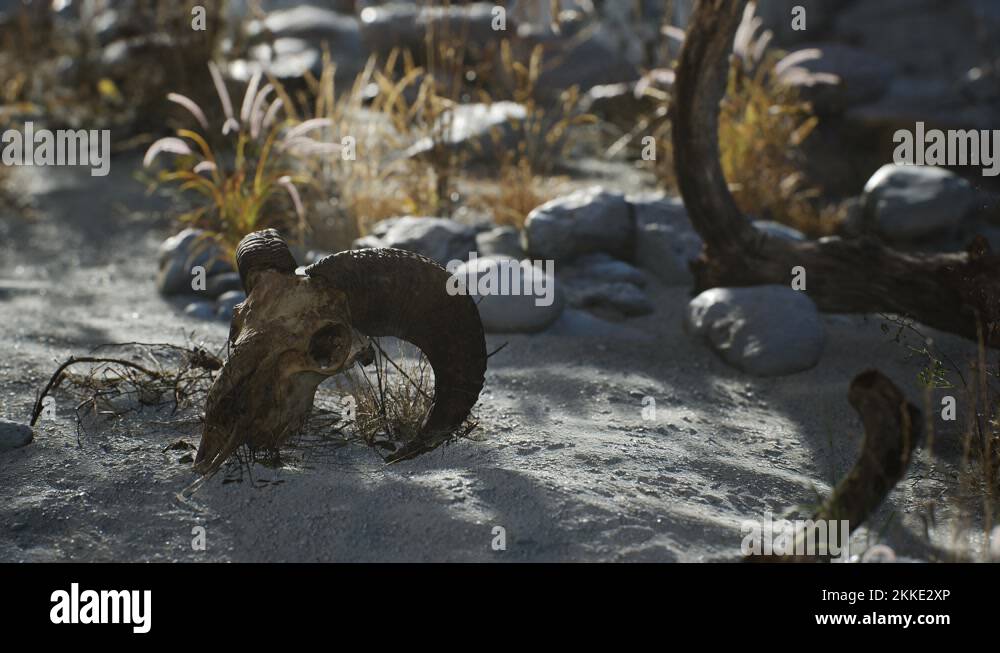 8k Skull of a dead ram in the desert Stock Video Footage - Alamy