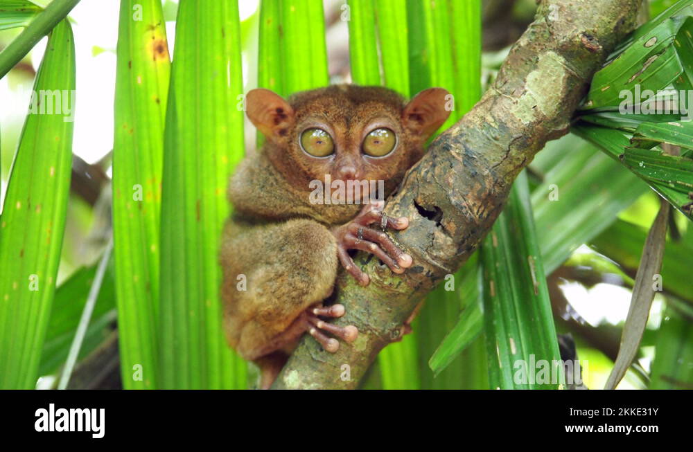 Philippines bohol island tarsier monkey Stock Videos & Footage - HD and ...