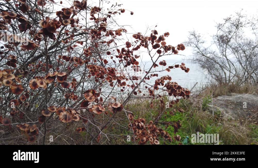 Deciduous tree shrub Stock Videos & Footage - HD and 4K Video Clips - Alamy