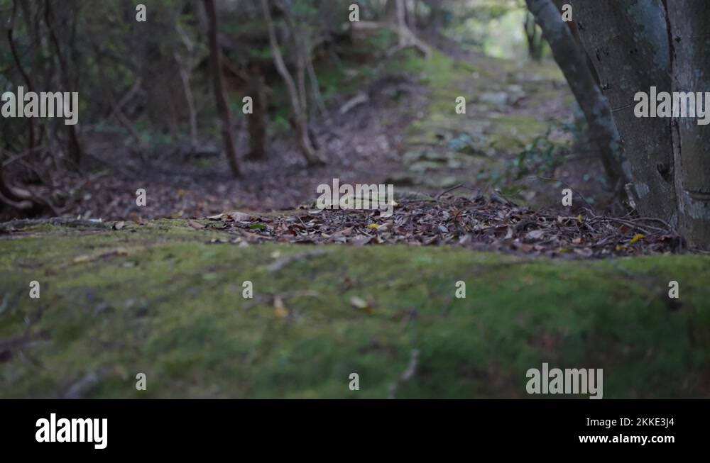 Pathway woodland Stock Videos & Footage - HD and 4K Video Clips - Alamy