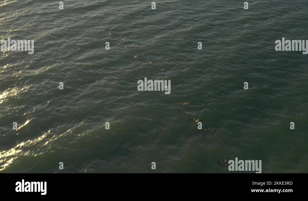 Diagonal bird Stock Videos & Footage - HD and 4K Video Clips - Alamy