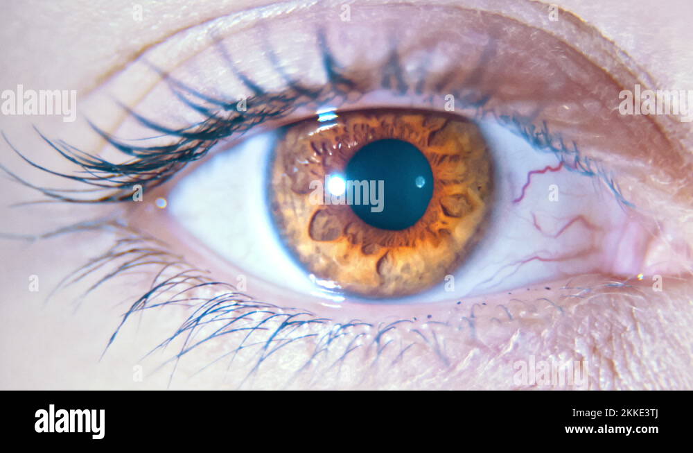 Four eye Stock Videos & Footage - HD and 4K Video Clips - Alamy