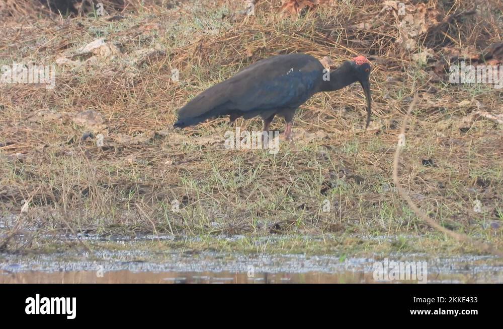 Videoofrednapedibisbird Stock Videos & Footage - HD and 4K Video Clips ...