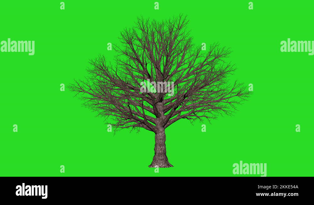 Leafless Oak Tree timelapse growing, Green Screen Chromakey Stock Video ...