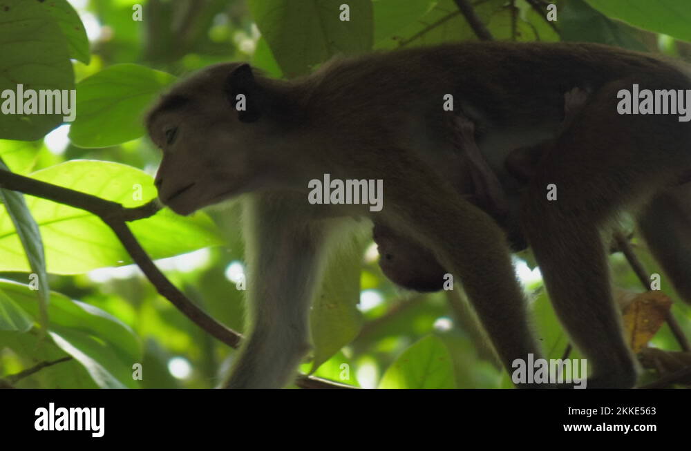Asian primate Stock Videos & Footage - HD and 4K Video Clips - Alamy