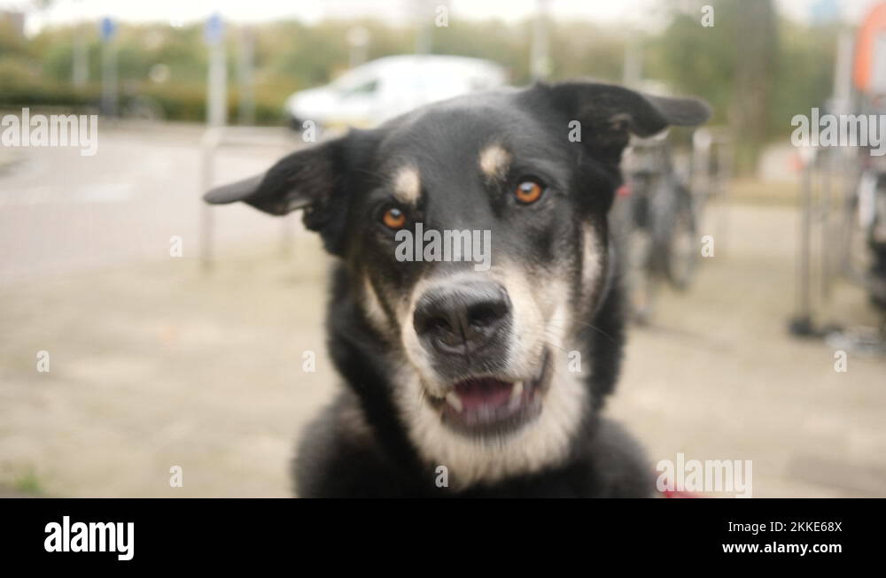 Hefty animal Stock Videos & Footage - HD and 4K Video Clips - Alamy