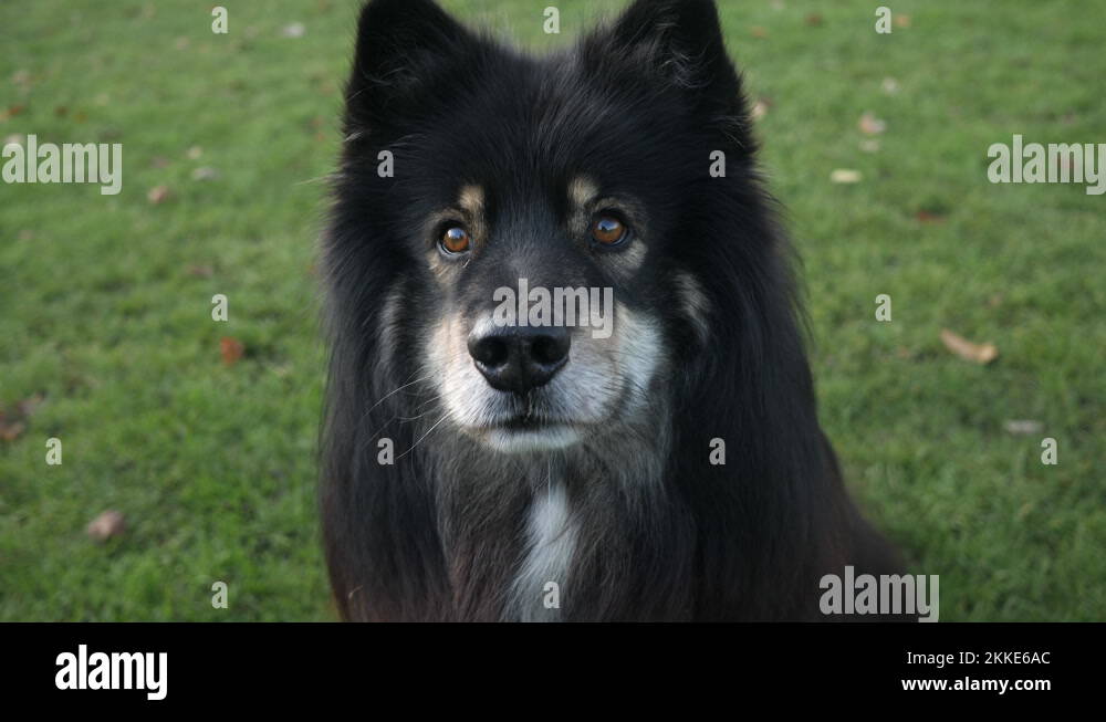 Beautiful shepherd dog Stock Videos & Footage - HD and 4K Video Clips ...