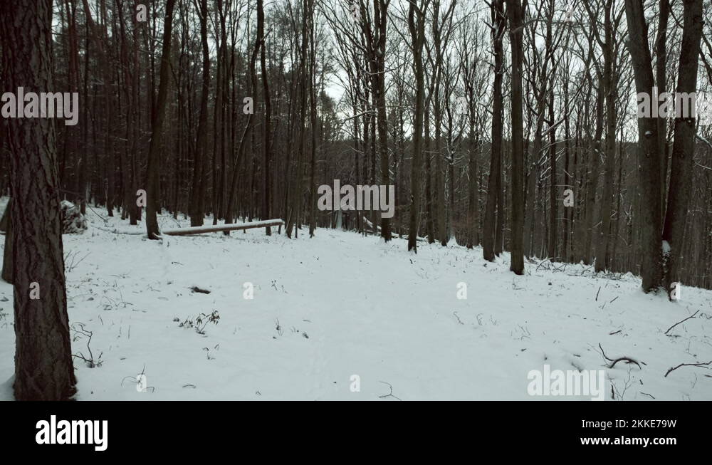 Winter forest covered in snow. Virtual walk. POV shot on a gimbal. 4K ...