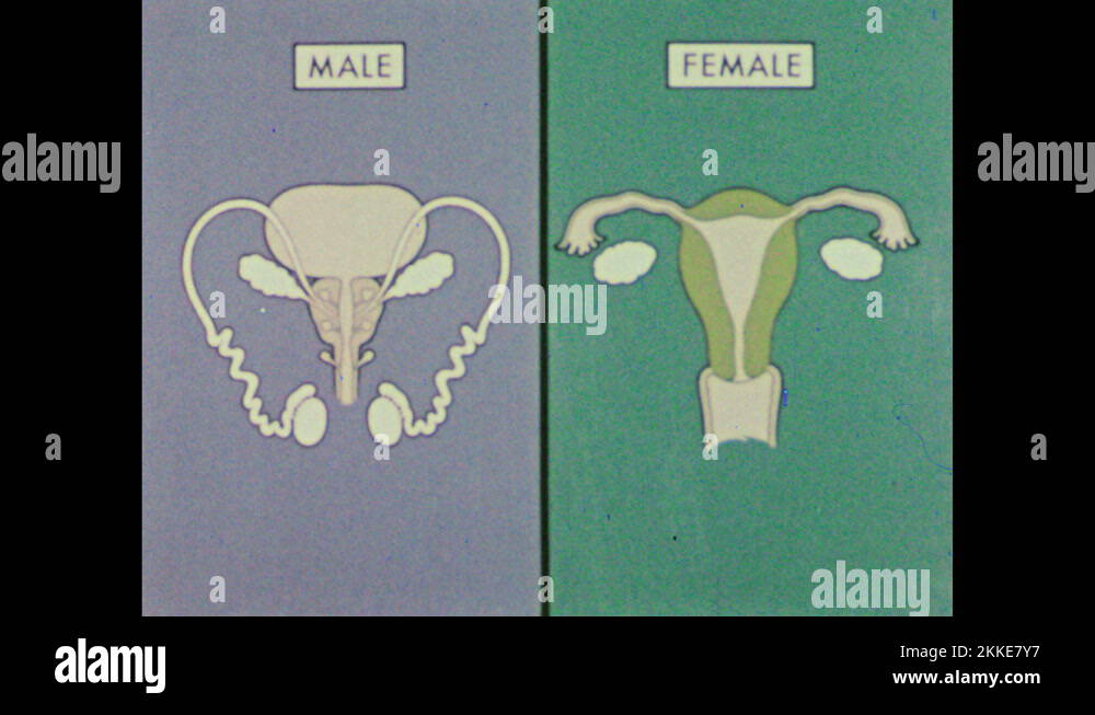 1950s: Diagram of male and female reproductive systems. Statues of man ...
