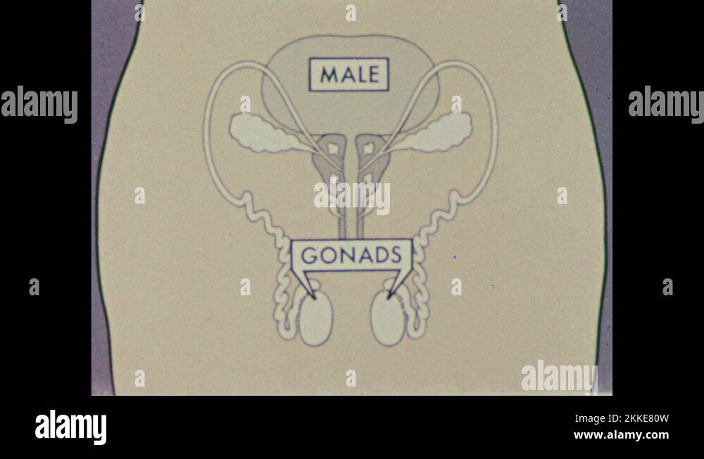 Male reproduction system illustration Stock Videos & Footage - HD and ...