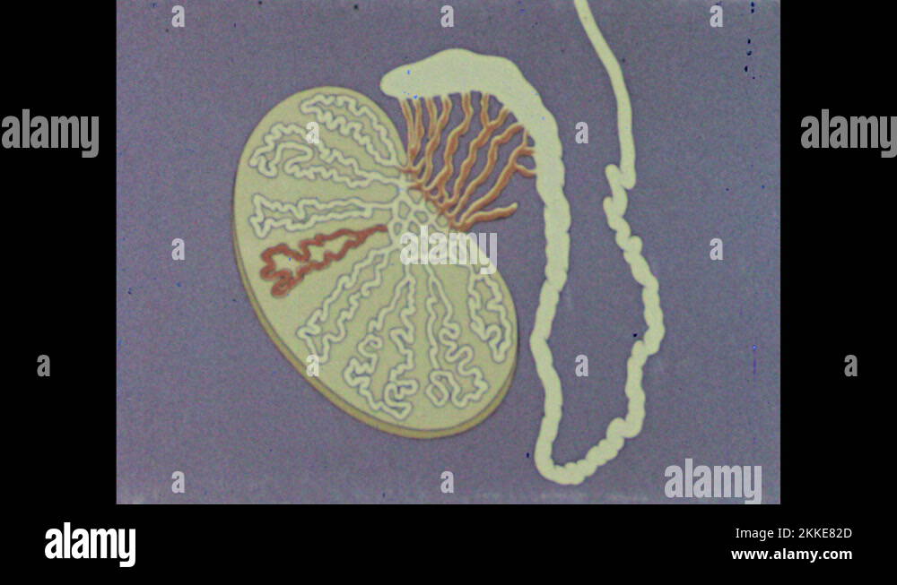 1950s: Close-up of testes and sperm. Diagram of male reproductive ...