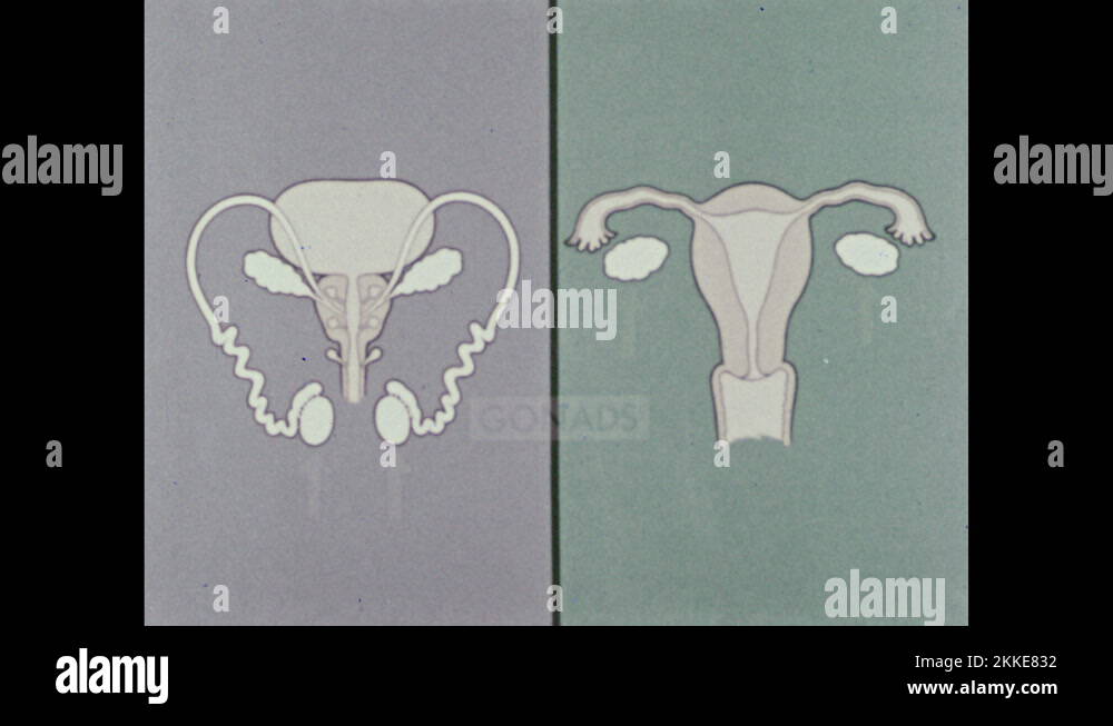 1950s: Male and female reproductive systems with labels for gonads and ...