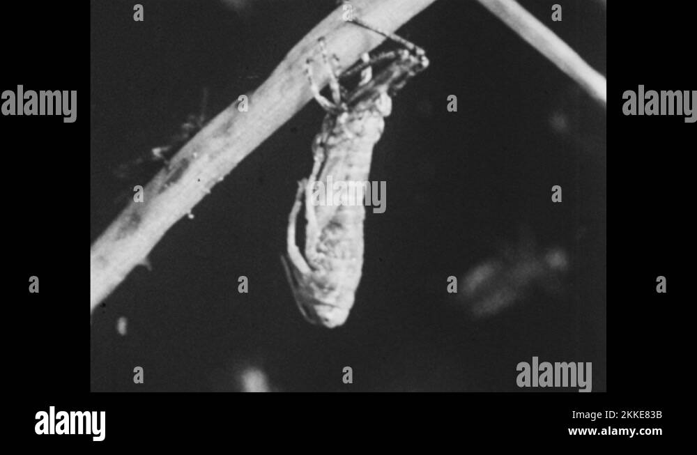Nymph exoskeleton Stock Videos & Footage - HD and 4K Video Clips - Alamy