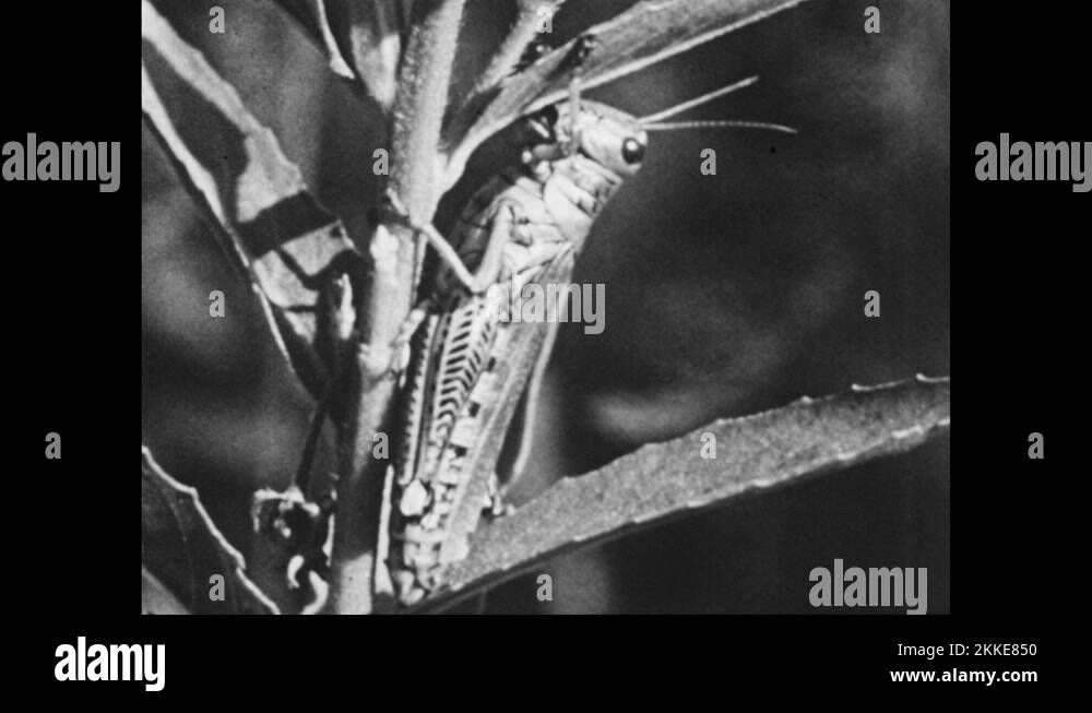 Grasshoppers on leaves Stock Videos & Footage - HD and 4K Video Clips ...
