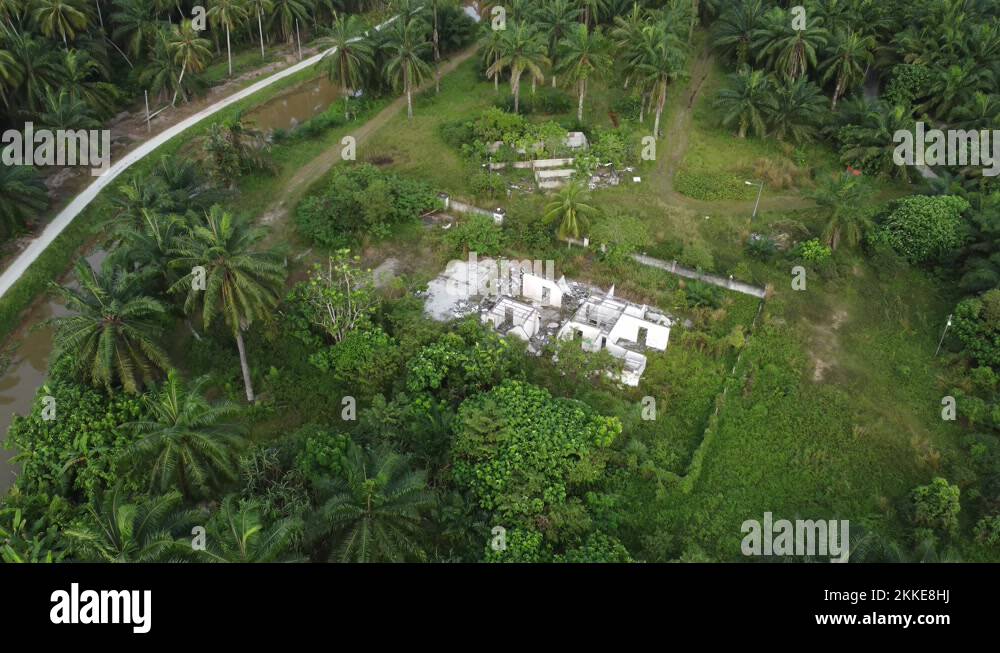 Ghost palm Stock Videos & Footage - HD and 4K Video Clips - Alamy