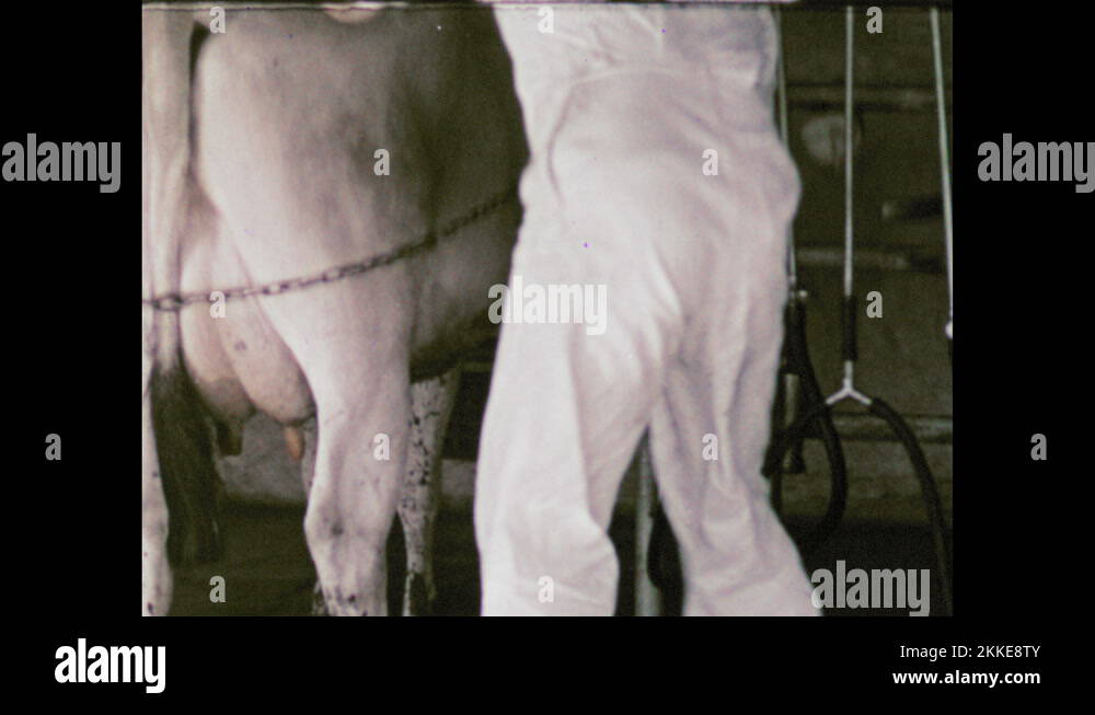Milking Station Stock Videos And Footage Hd And 4k Video Clips Alamy