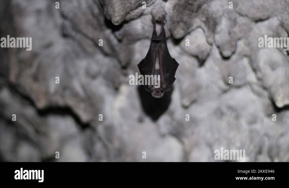 Scary bat cave Stock Videos & Footage - HD and 4K Video Clips - Alamy